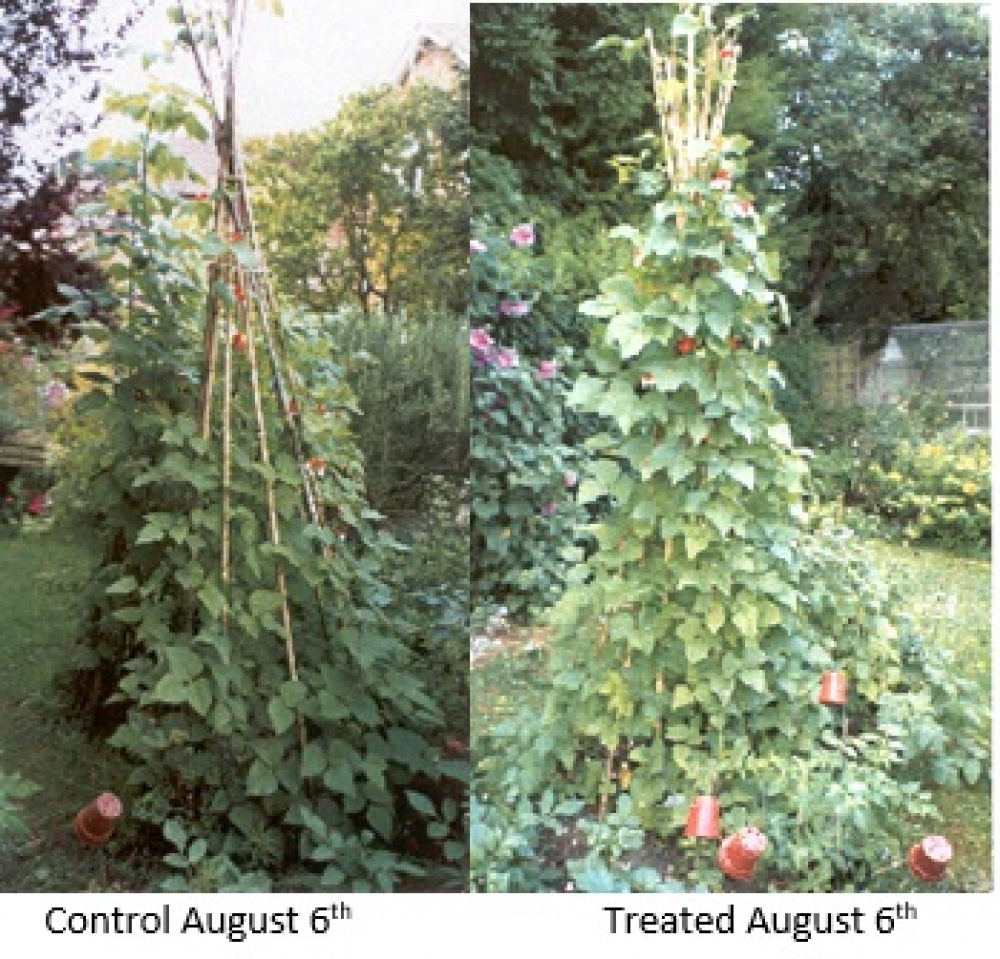 Two Varieties of Runner Bean